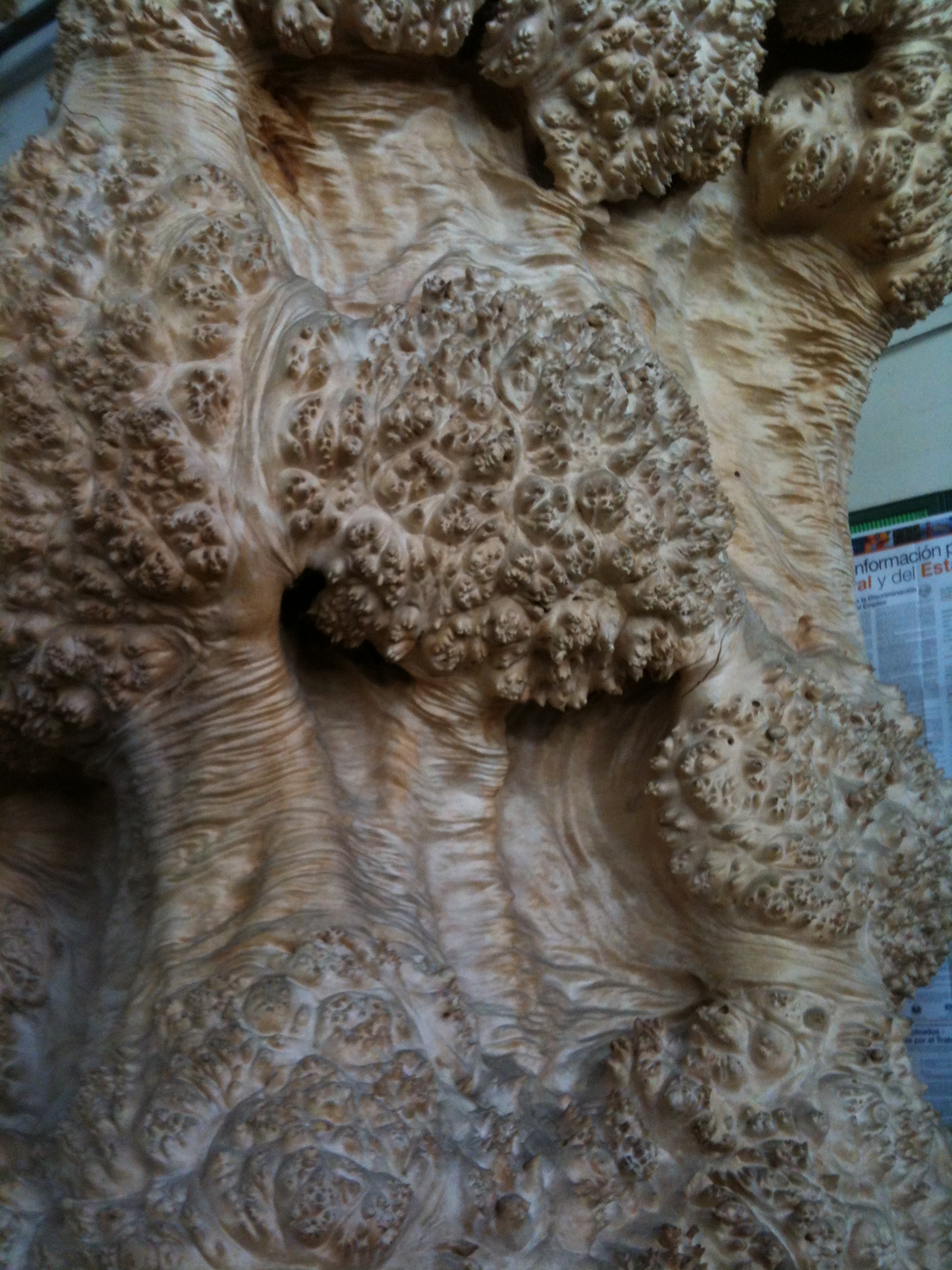 Birdseye Maple Burl | United States | Reclaimed Woods of the World