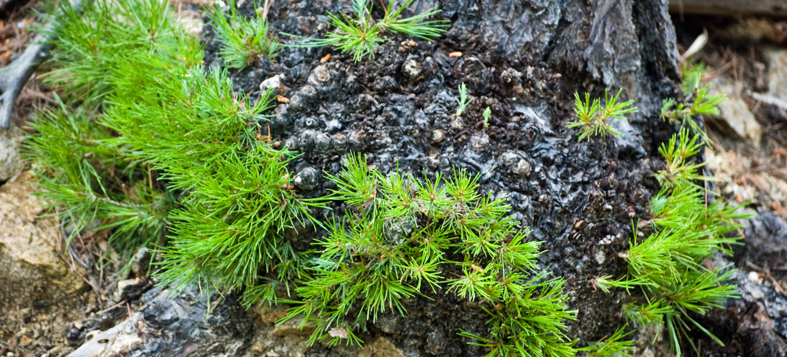 Burls | United States | Reclaimed Woods of the World